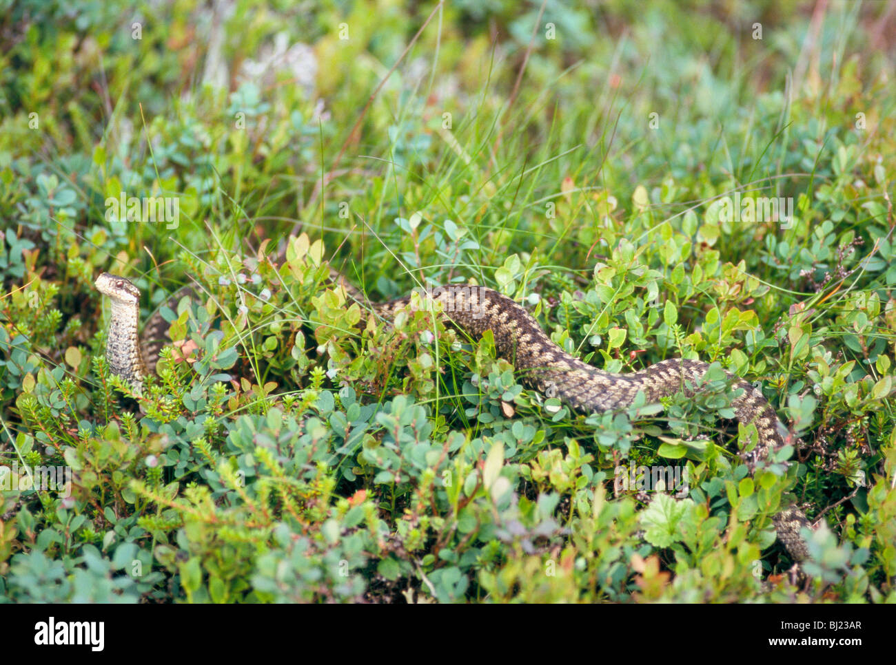 Scandinavian snakes hi-res stock photography and images - Alamy