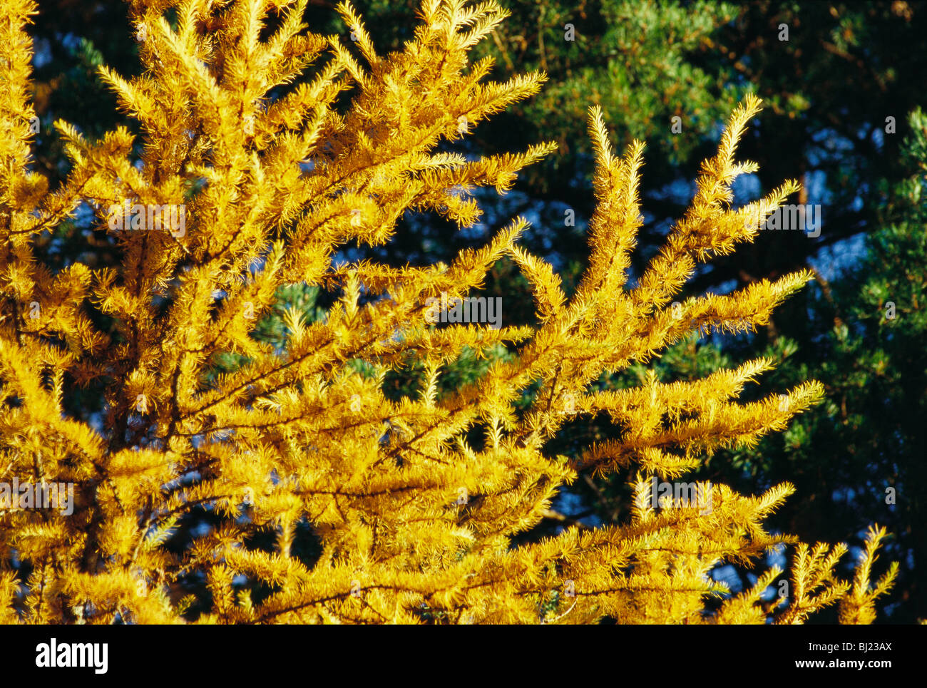 A yellow larch, Sweden Stock Photo - Alamy