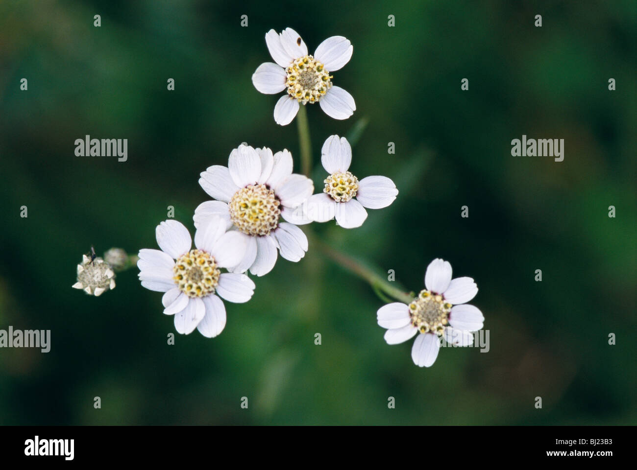 Achillea ptarmica sneezewort hi-res stock photography and images - Alamy