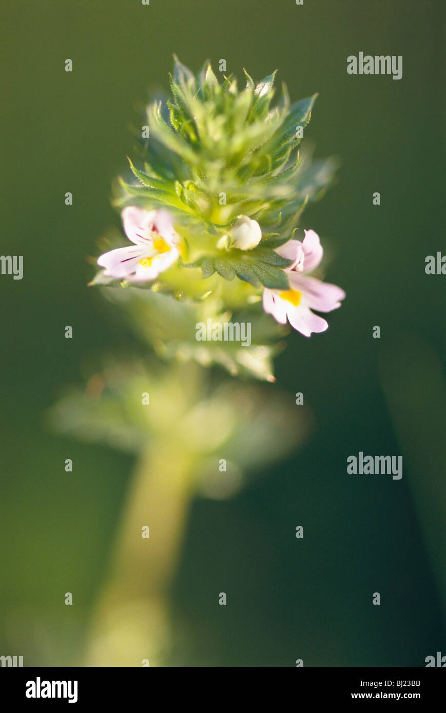 Euphrasy, close-up, Sweden Stock Photo - Alamy