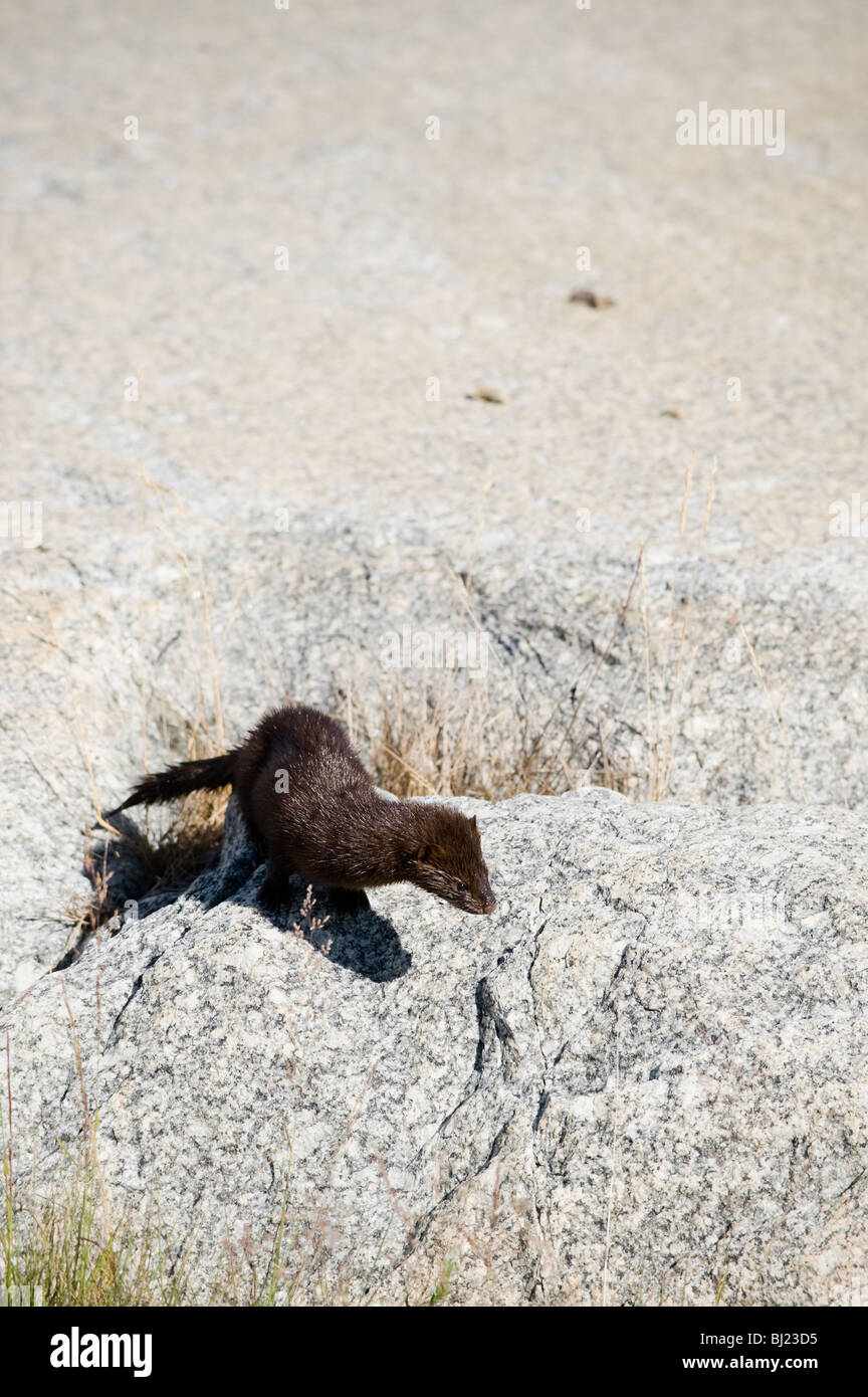 A mink running across a flat piece of rock, Sweden Stock Photo - Alamy