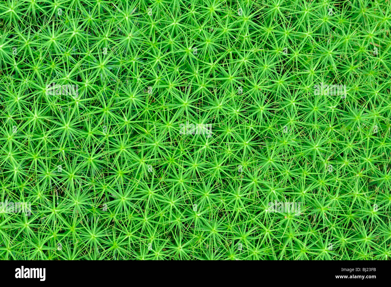 Green moss, close-up, Sweden Stock Photo - Alamy