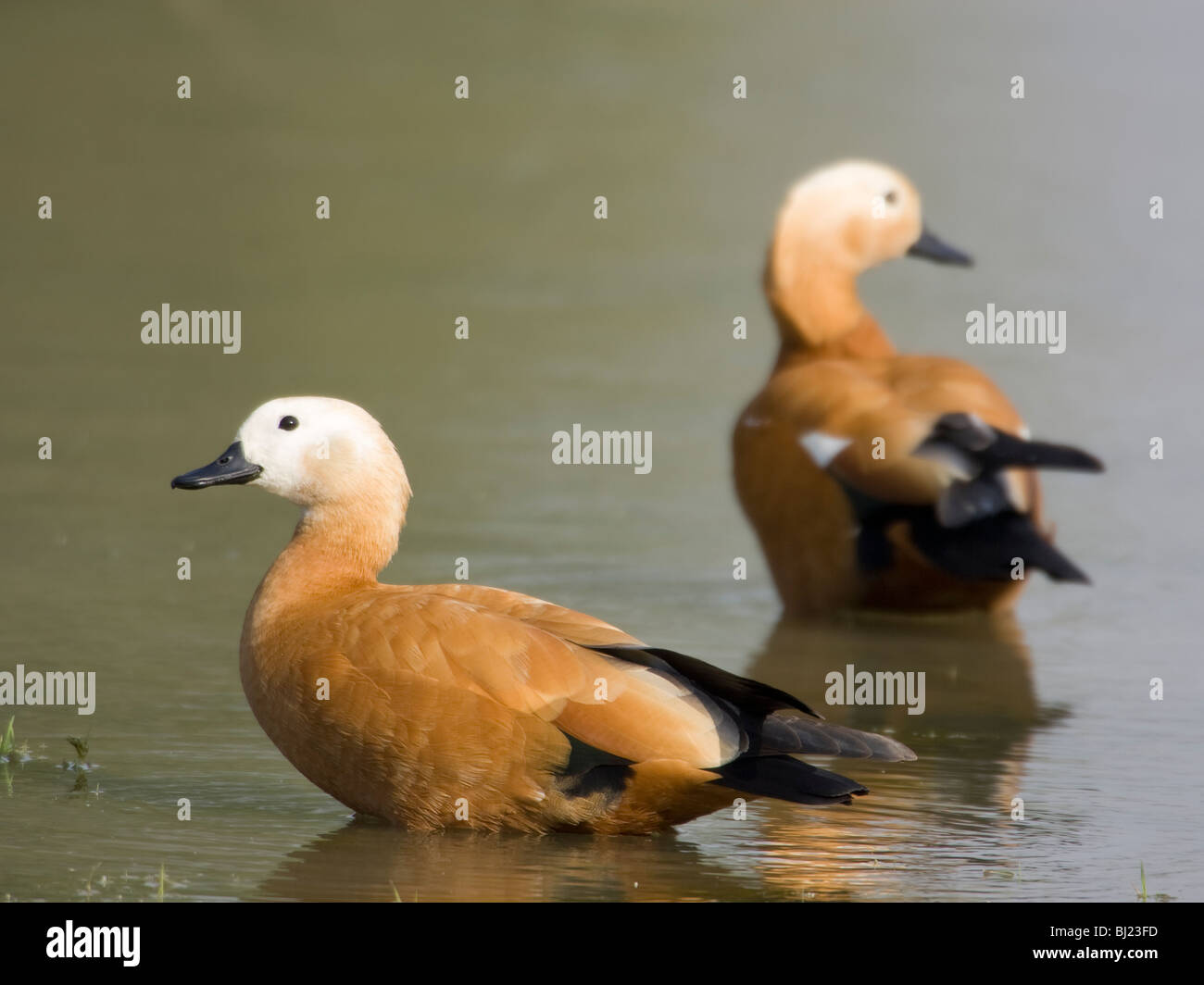 White ducks in water hi-res stock photography and images - Alamy