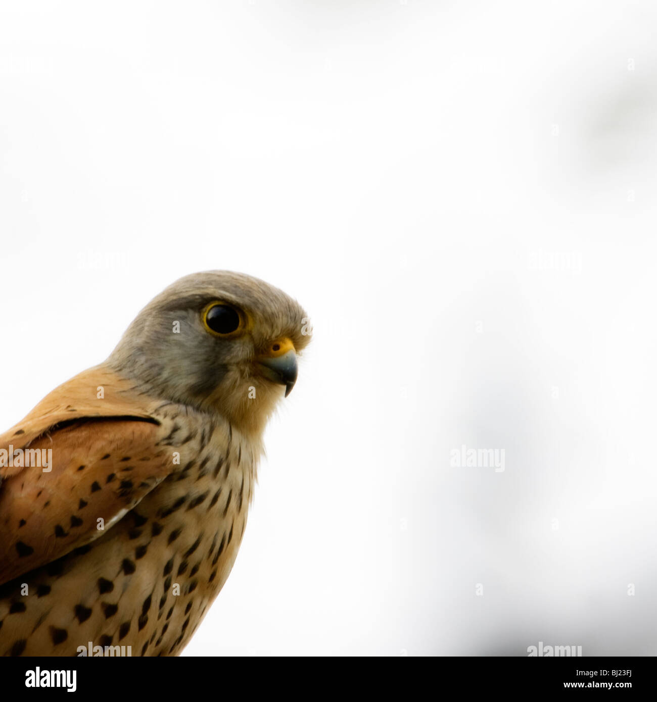 Falcon of india hi-res stock photography and images - Alamy