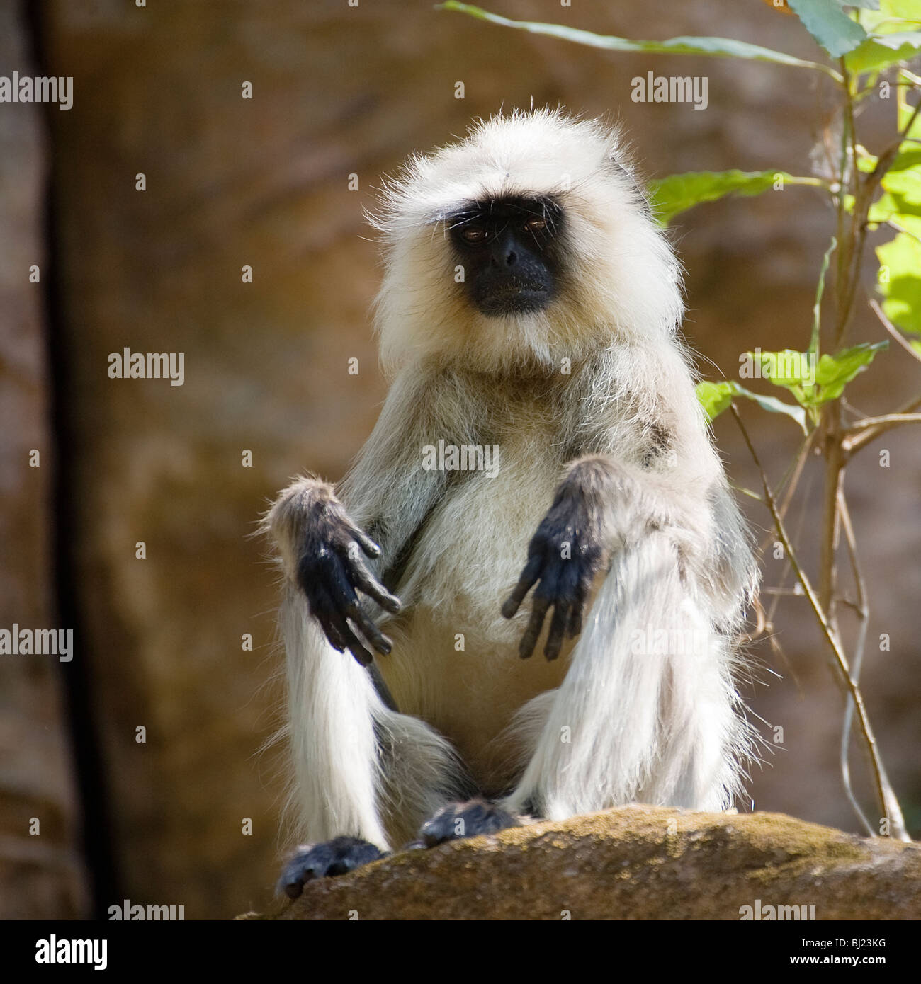 A ape sitting an resting Stock Photo - Alamy