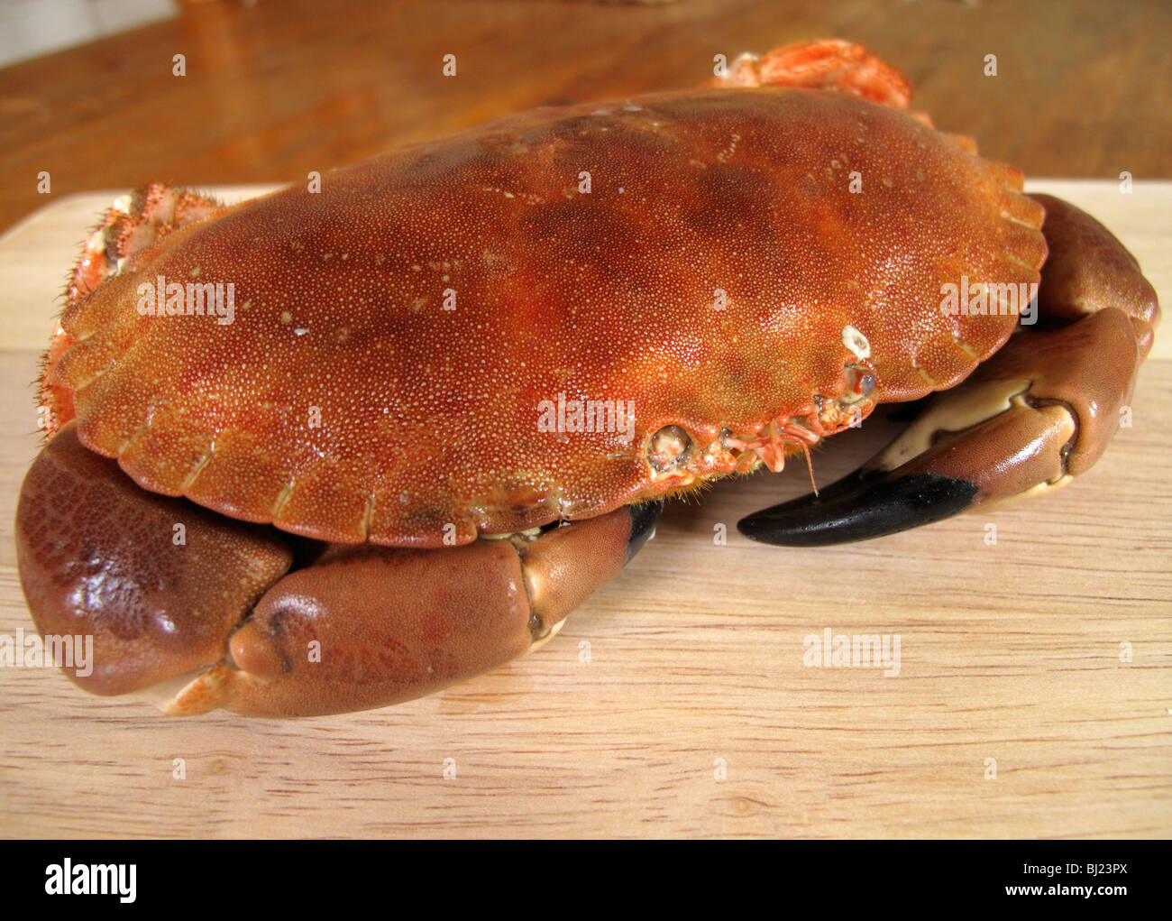 Whole cooked crab hi-res stock photography and images - Alamy
