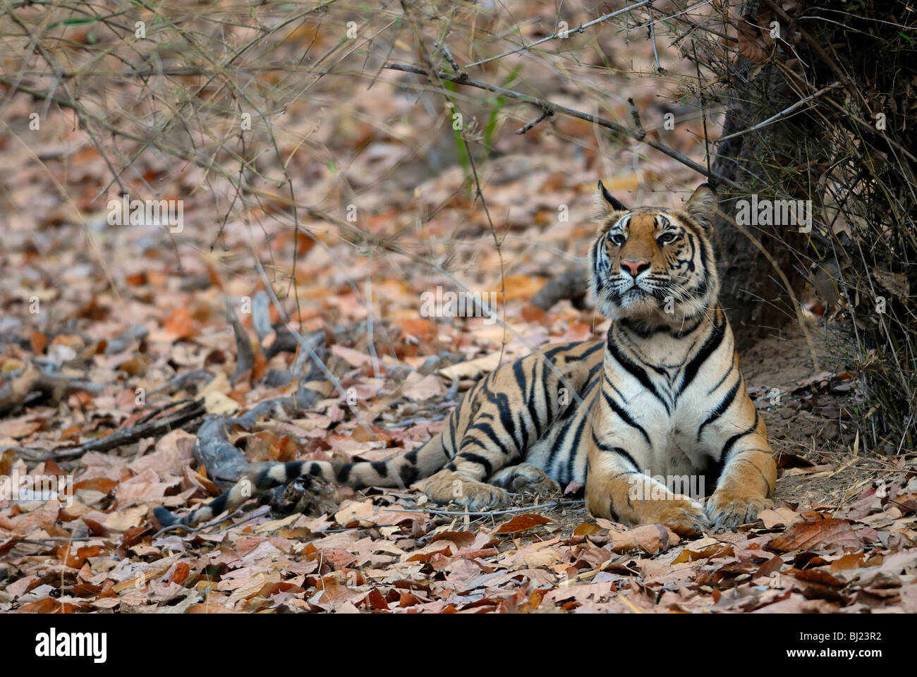 Tigress alert hi-res stock photography and images - Alamy