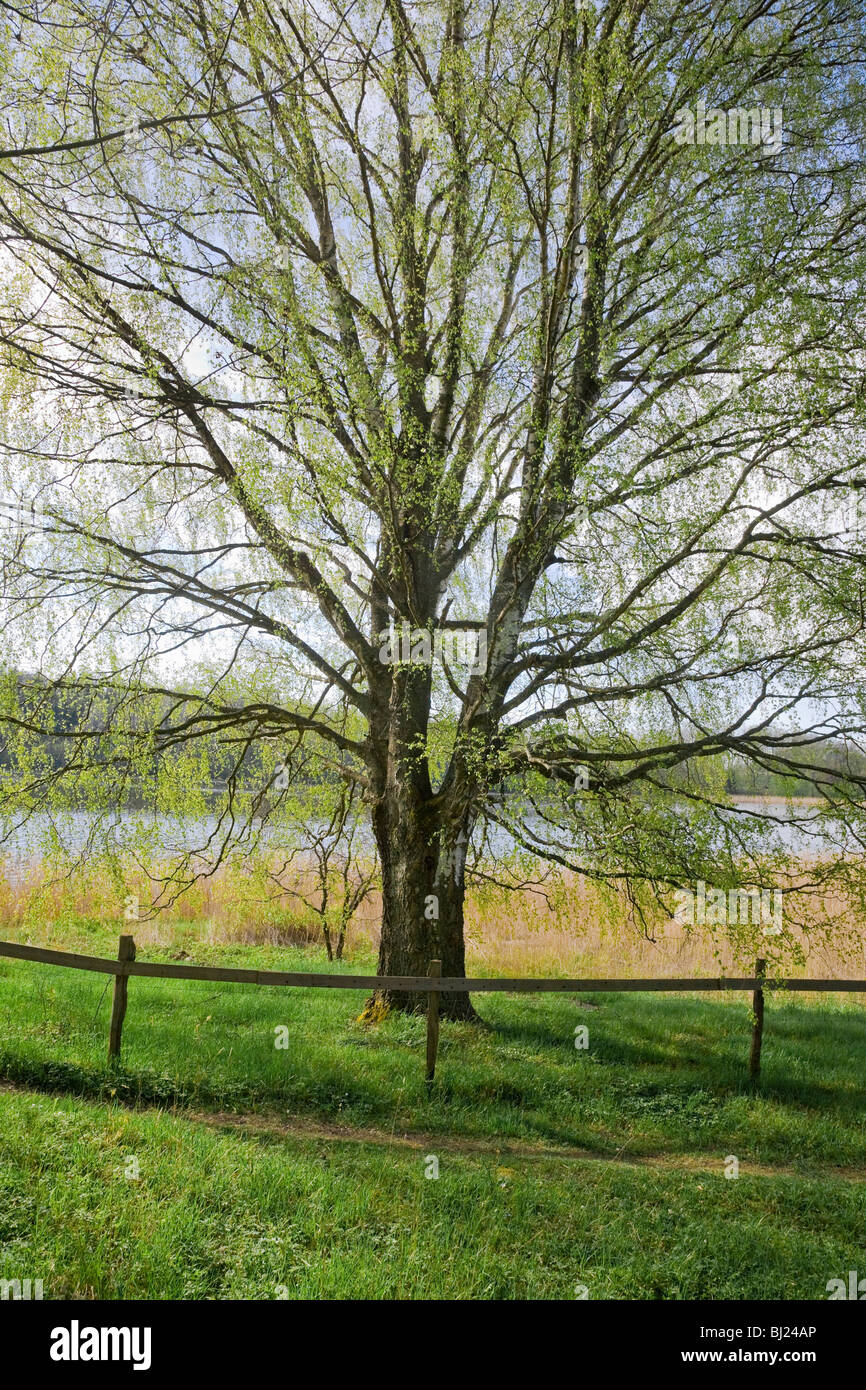 Big old birch tree in spring Stock Photo - Alamy