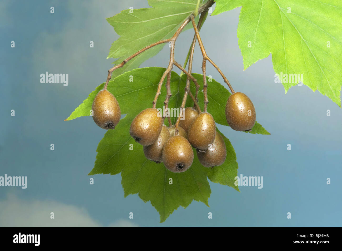 Sorbus torminalis hi-res stock photography and images - Alamy