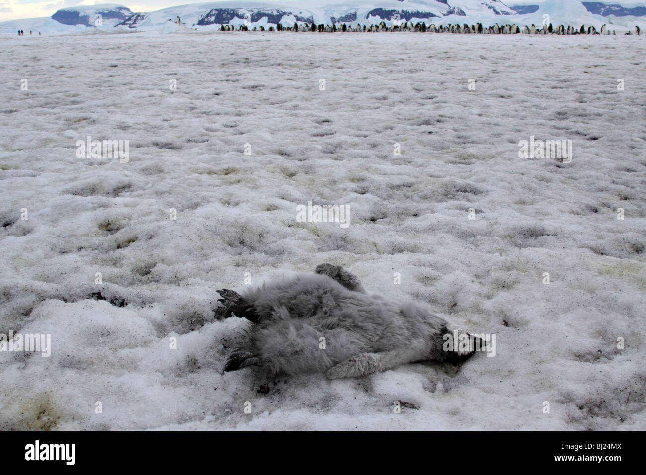 Emperor Penguin, Aptenodytes forsteri, dead chick at Snow hills Island ...