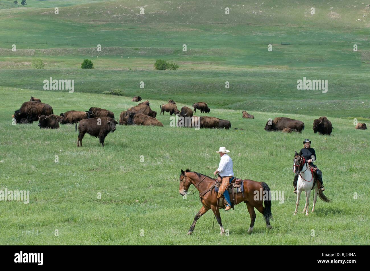 Riders in front of Bison (Bison bison) herd. Custer State Park, South ...