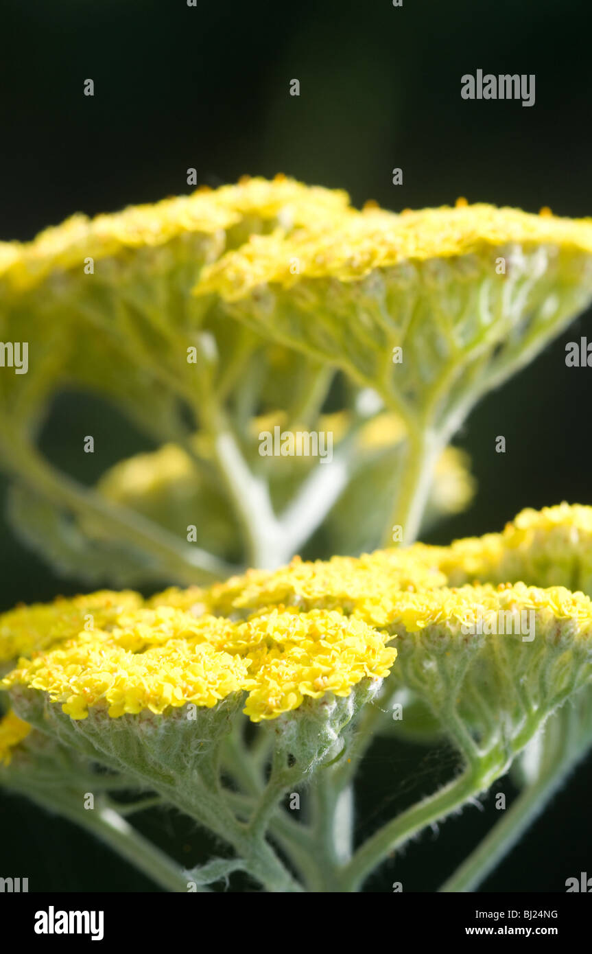 Achillea flower planting hi-res stock photography and images - Alamy