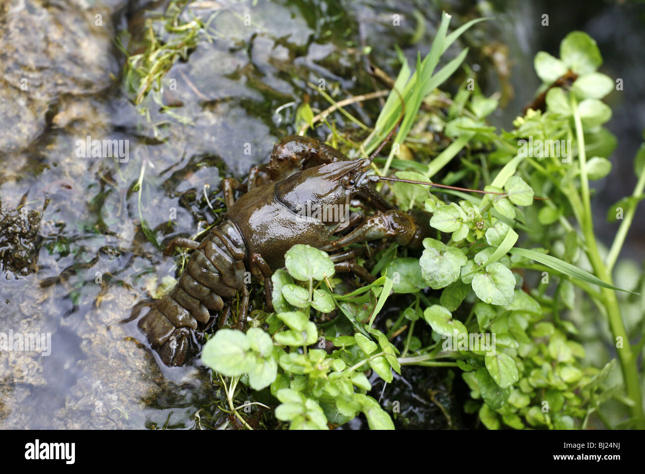 White-clawed Crayfish, Austropotamobius pallipes adult Stock Photo - Alamy