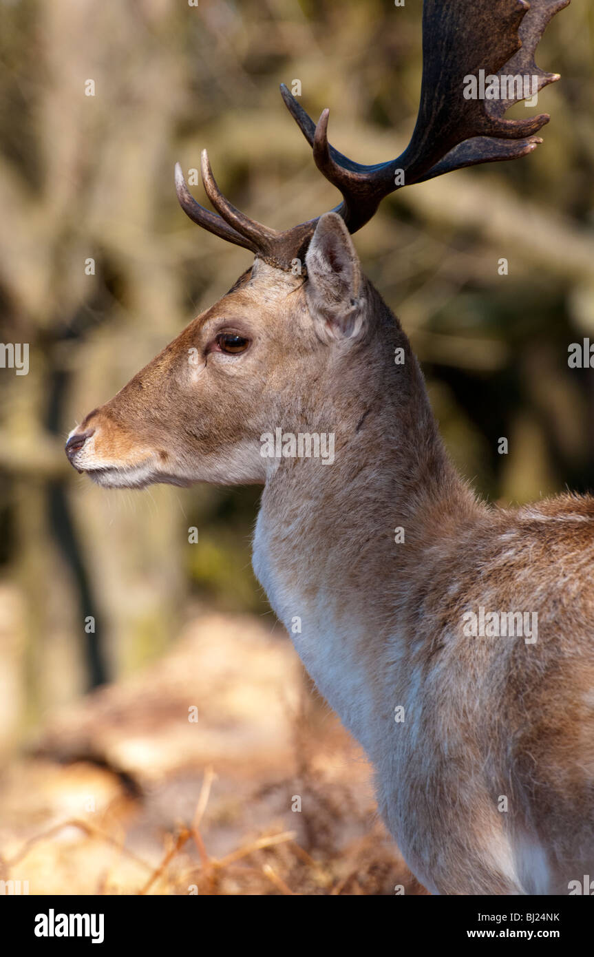 Male Fallow Deer Stock Photo - Alamy