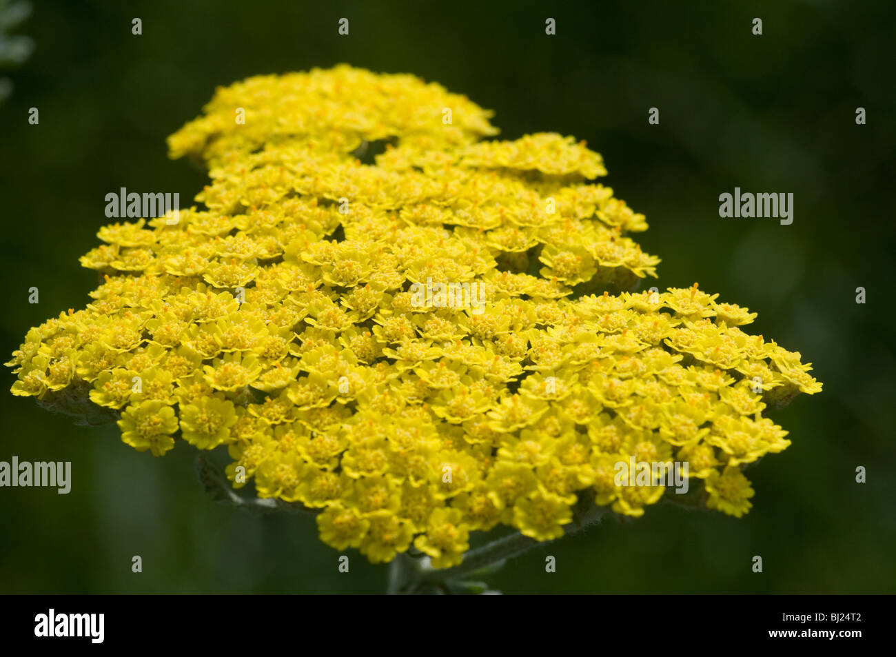 Achillea flower border hi-res stock photography and images - Alamy