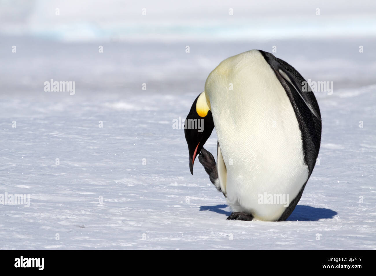 Chin scratch hi-res stock photography and images - Alamy