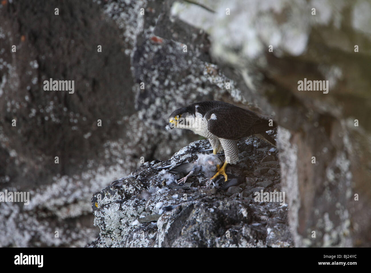 Peregrine Falcon, Falco peregrinus, plucking pigeon Stock Photo - Alamy