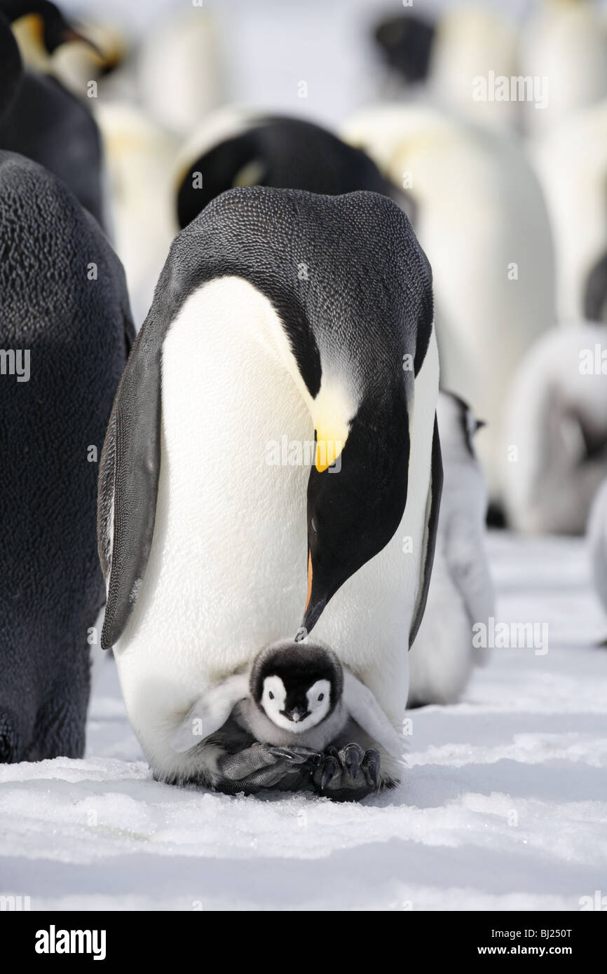 Baby Emperor Penguin Happy Feet