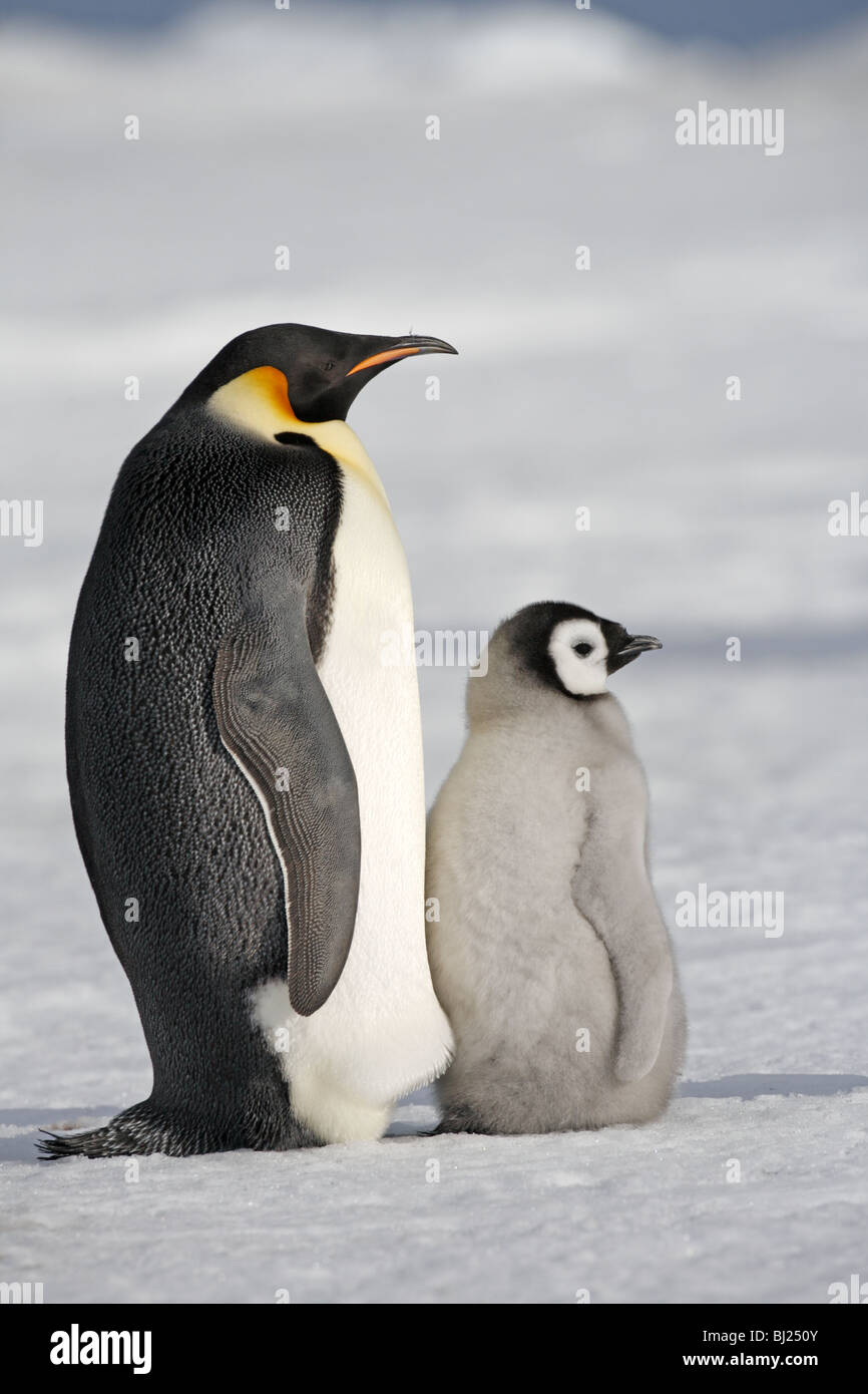 Aptenodytes forsteri hi-res stock photography and images - Alamy
