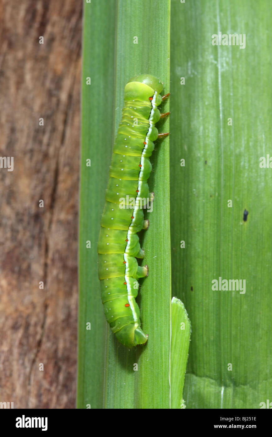 Red sword grass hi-res stock photography and images - Alamy