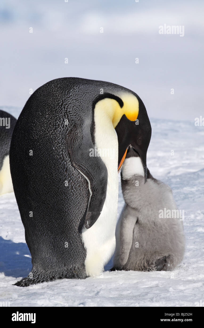 Baby Emperor Penguin Being Fed