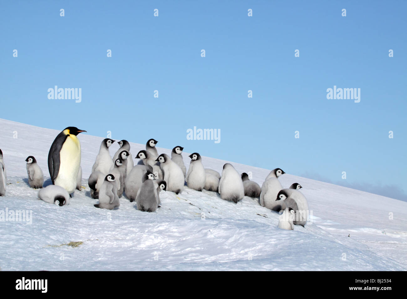 Emperor penguin creche hi-res stock photography and images - Alamy