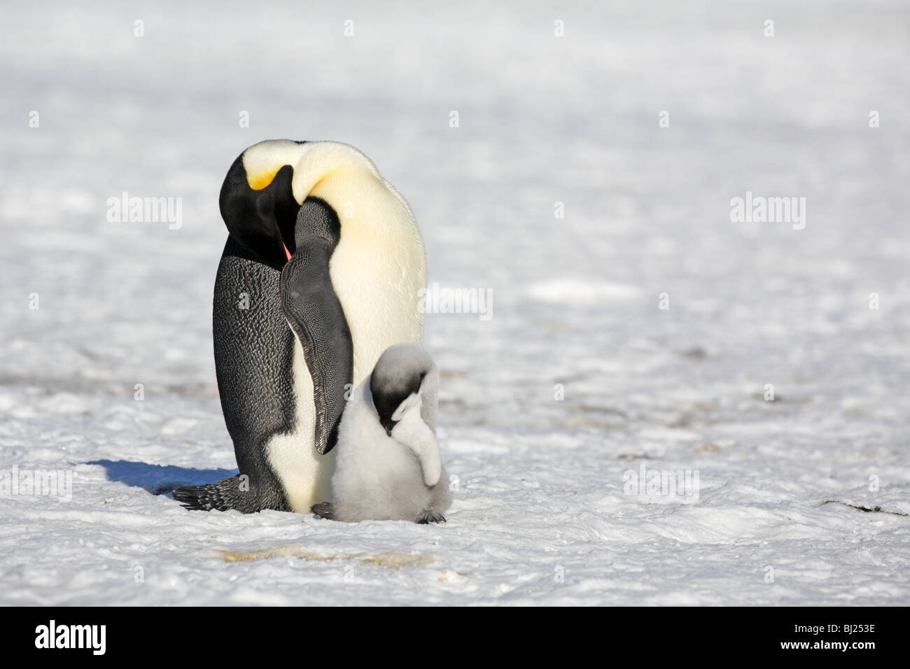 Emperor penguin chick ice hi-res stock photography and images - Alamy