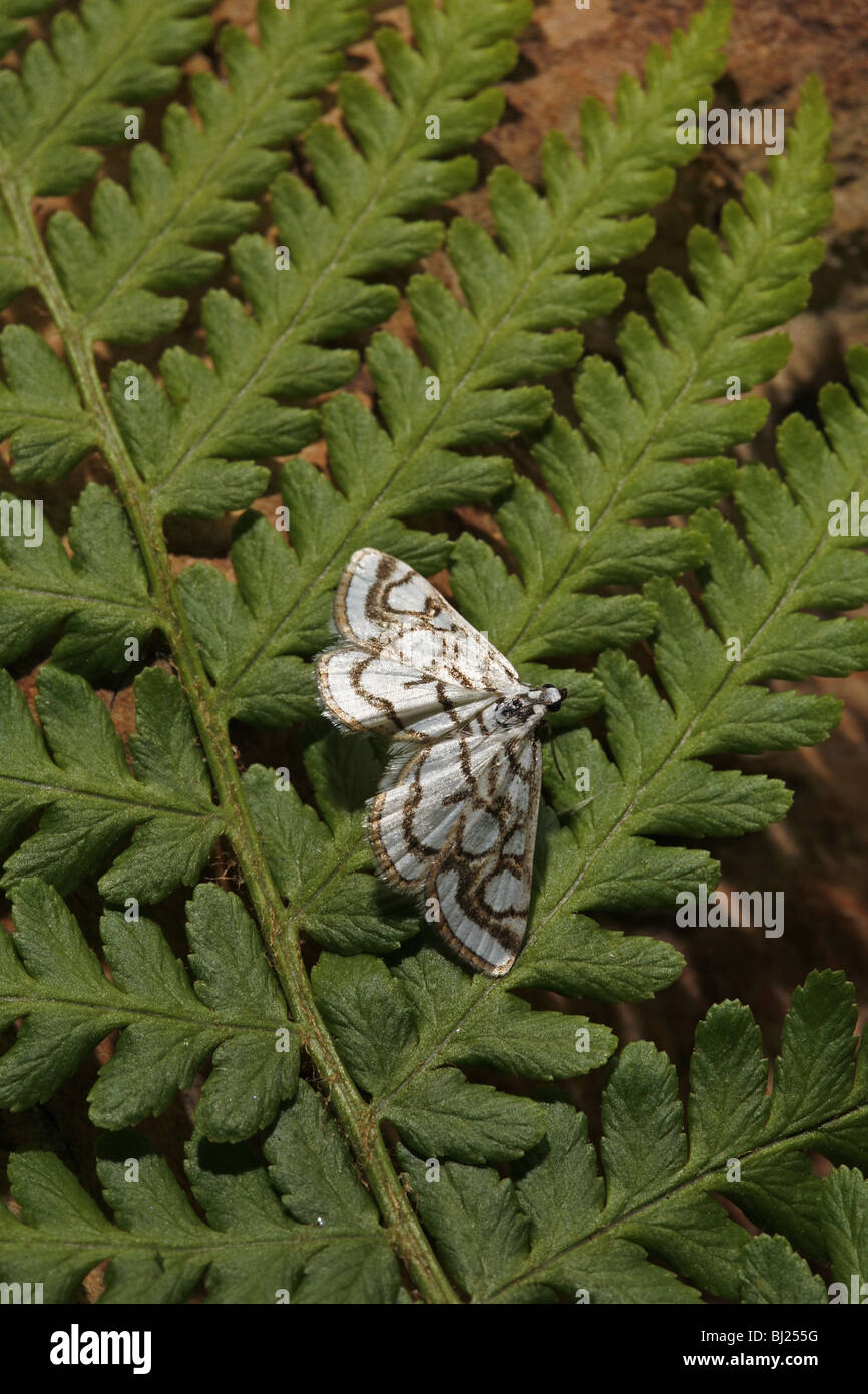 China mark moth hi-res stock photography and images - Alamy