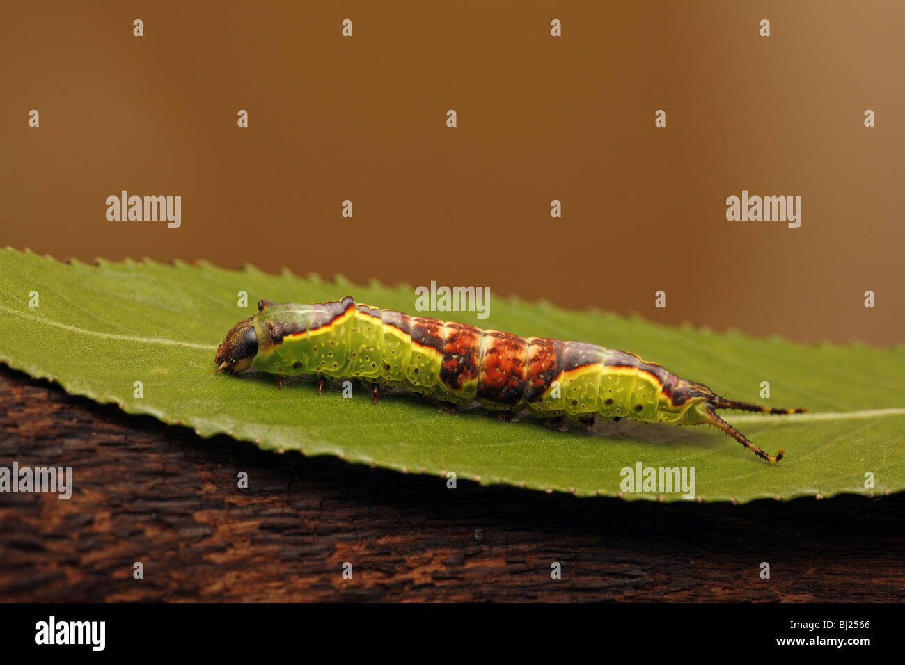 Sallow Kitten, Furcula furcula caterpillar Stock Photo - Alamy