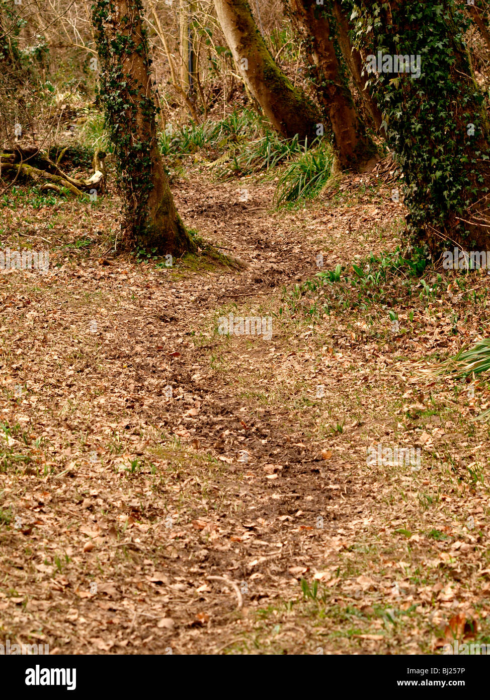 Windy woods hi-res stock photography and images - Alamy