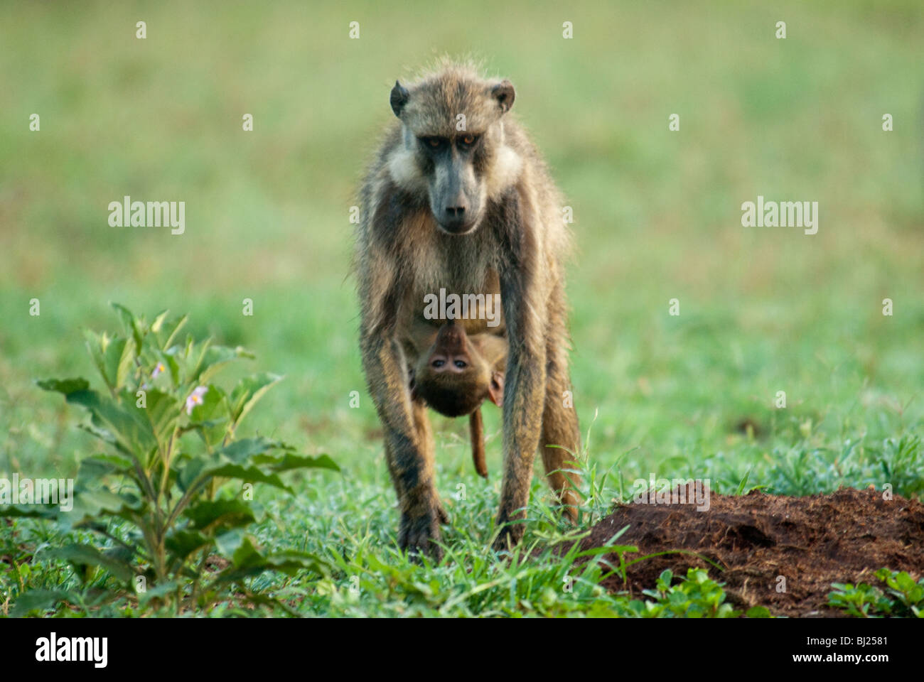 Baboon Baby Stock Photos & Baboon Baby Stock Images - Alamy