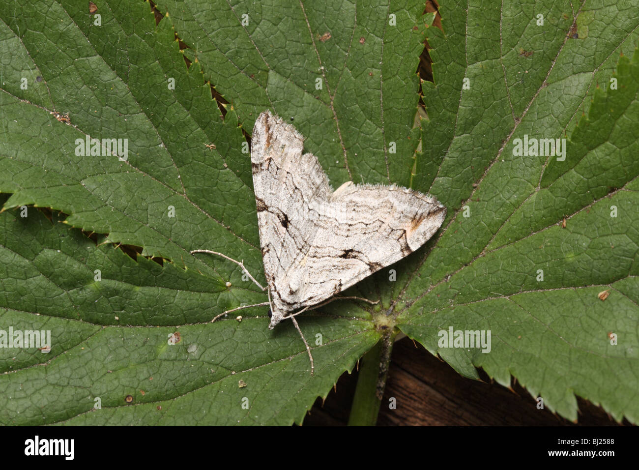 Treble Bar, Aplocera plagiata Stock Photo - Alamy