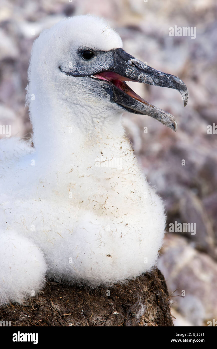 Shy Albatross (Thalassarche cauta) - Tasmania Stock Photo - Alamy