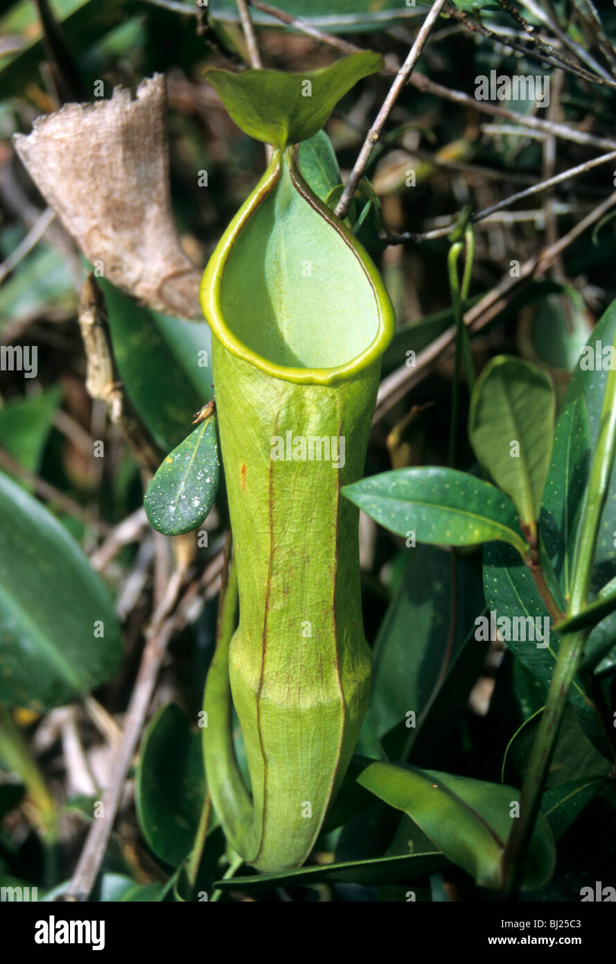 Pitcher plant (Nepenthes Stock Photo - Alamy