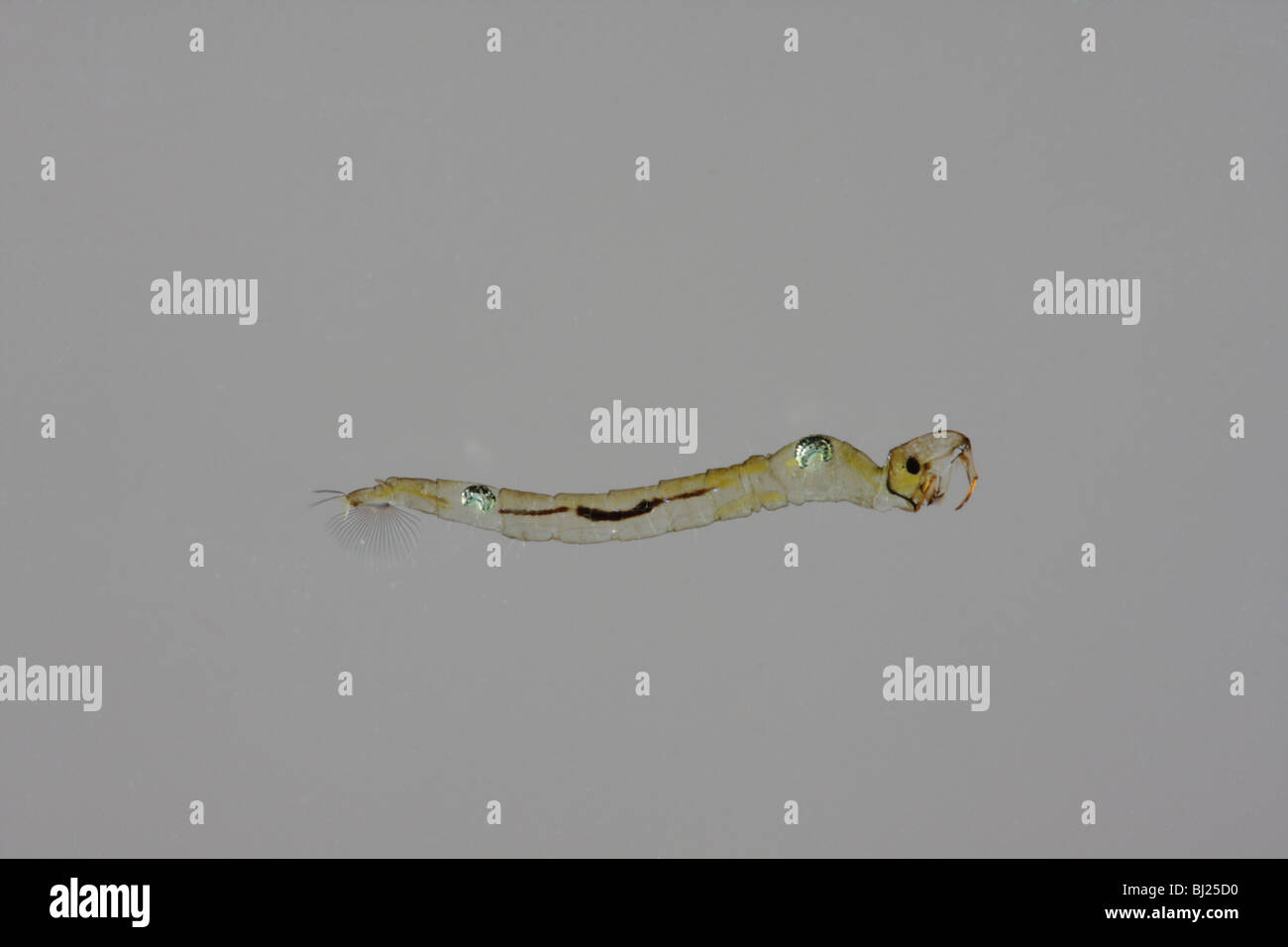 Chaoborus crystallinus hi-res stock photography and images - Alamy