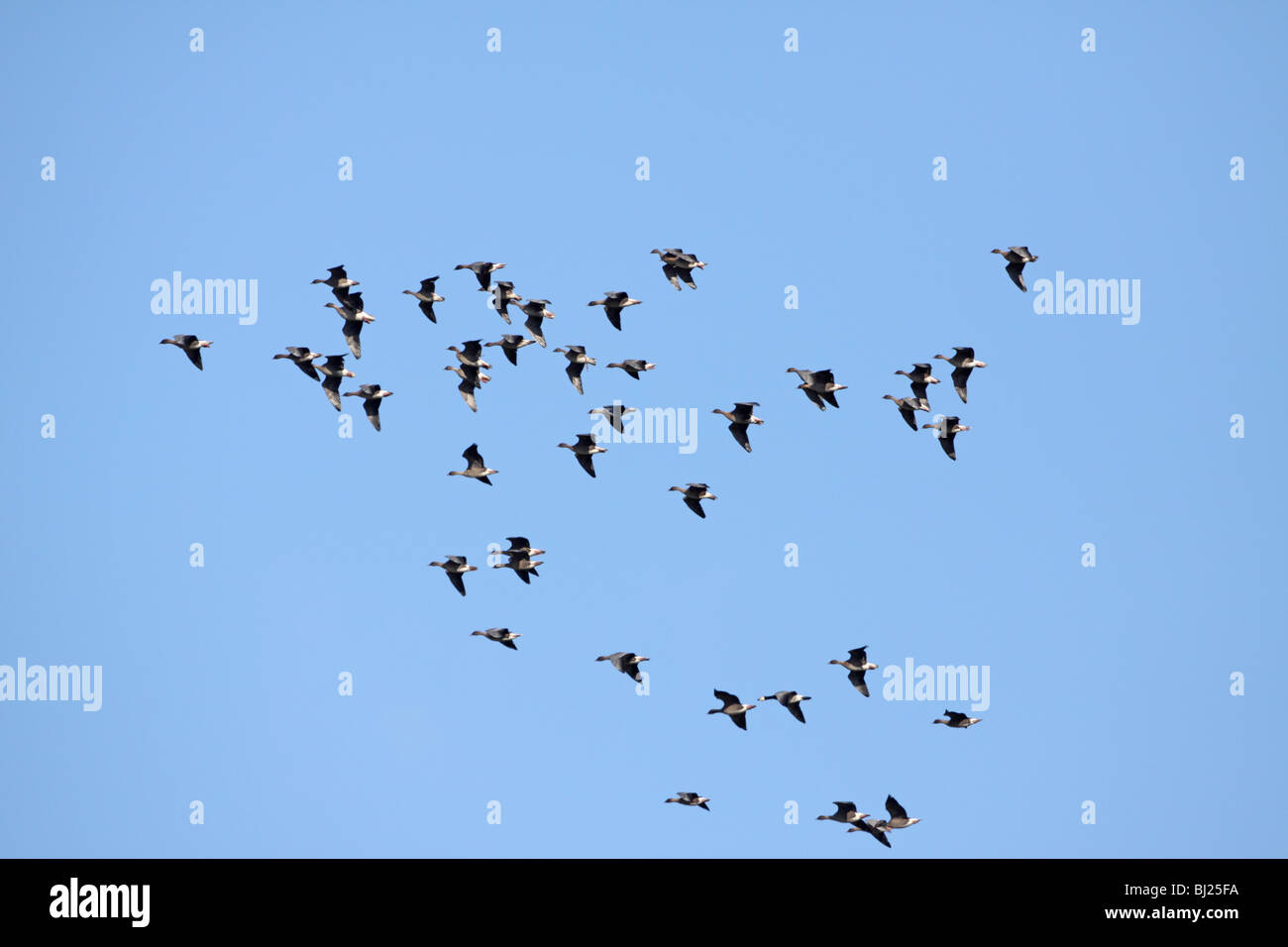 Pink-footed Geese, Anser brachyrhynchus, in flight in North Eastern ...