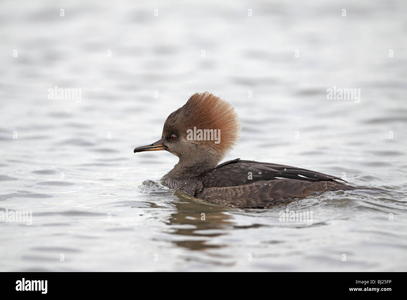 Hooded Merganser, Lophodytes cucullatus female - vagrant in Fife Stock ...