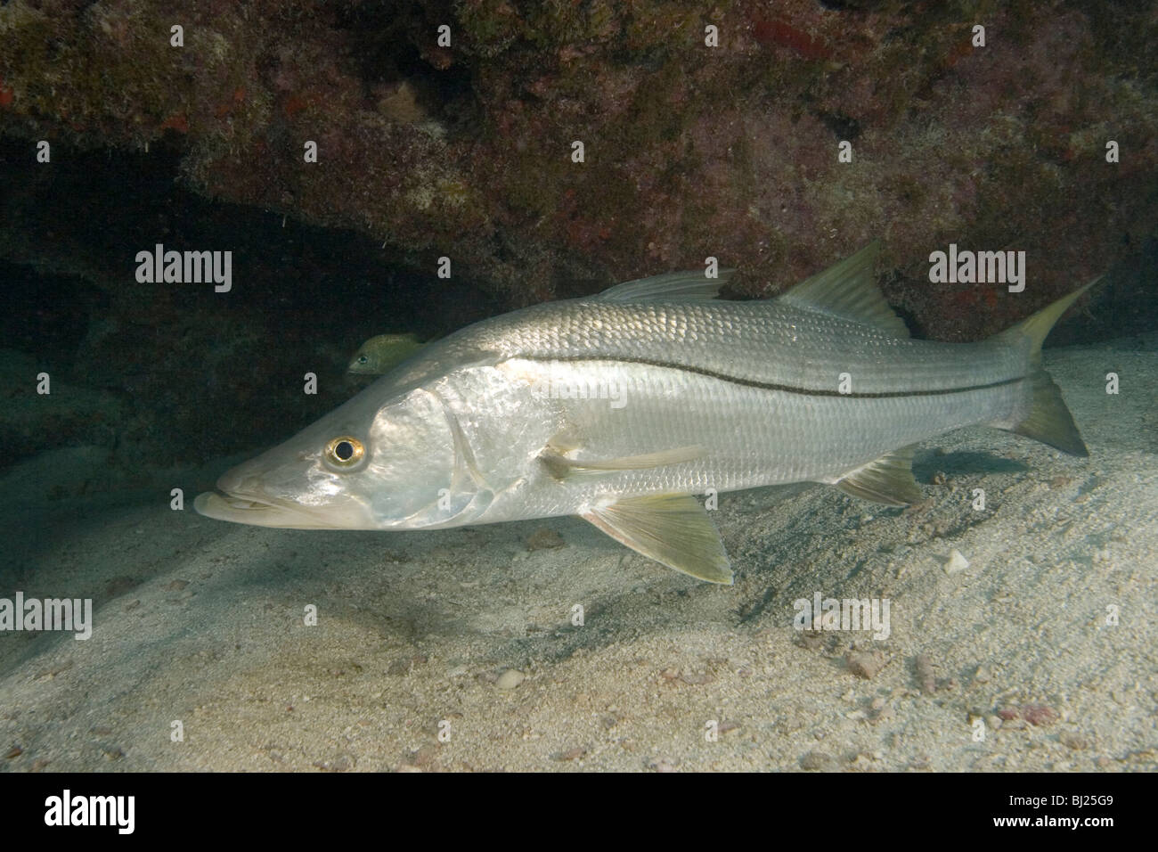 Australian Snook Fish