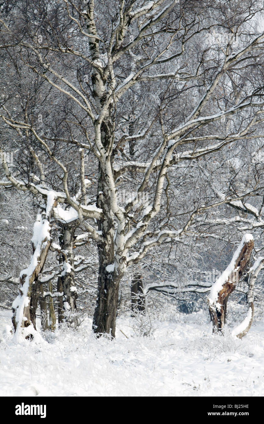 Birch trees snow hi-res stock photography and images - Alamy