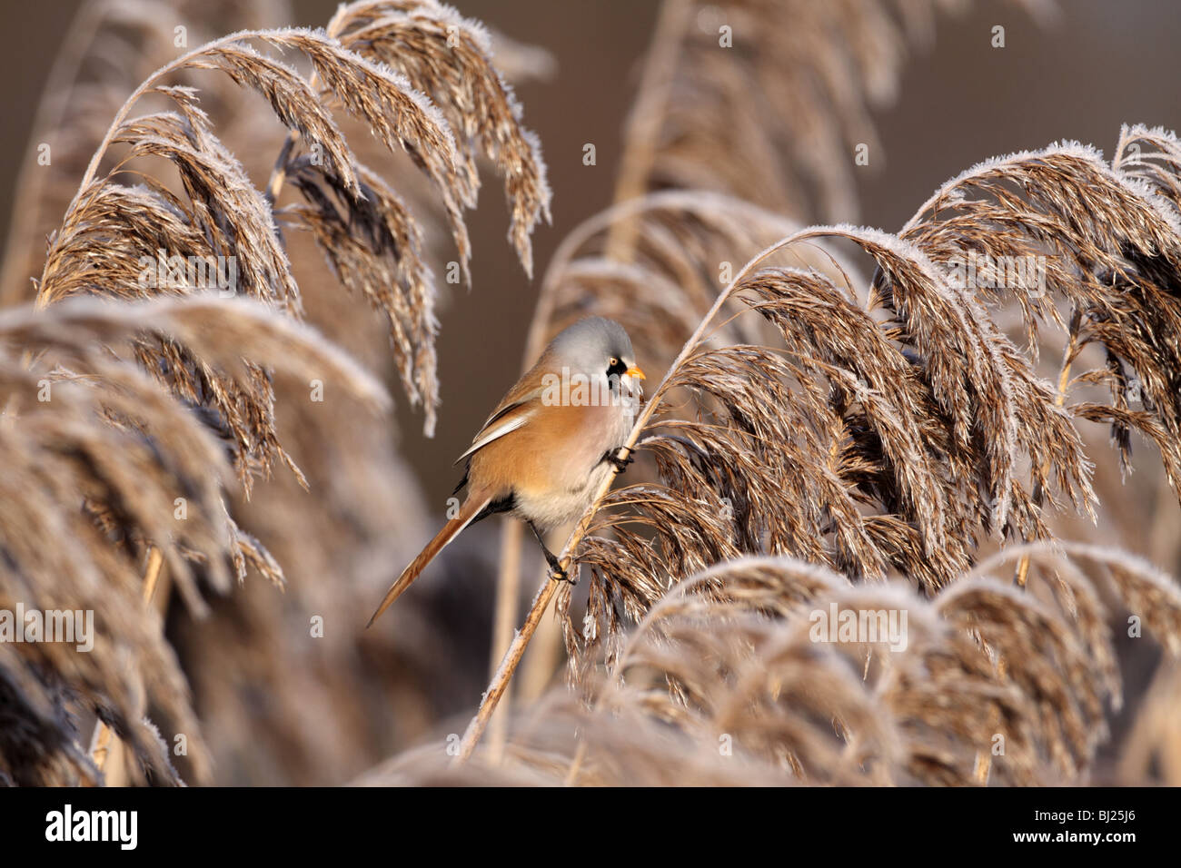 Bearded Tit, Panurus biarmicus male in frosty morning Stock Photo - Alamy