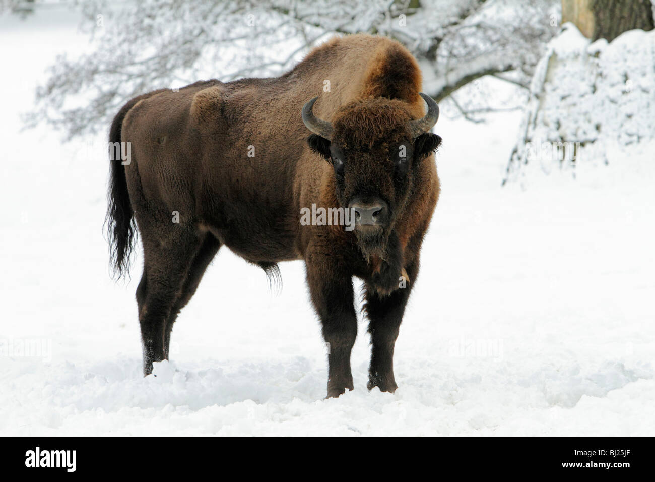 European bison and cattle hi-res stock photography and images - Alamy