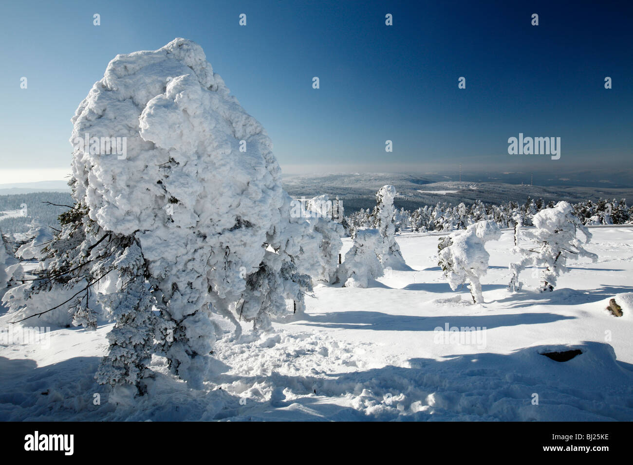 Fir Trees Snow High Resolution Stock Photography and Images - Alamy