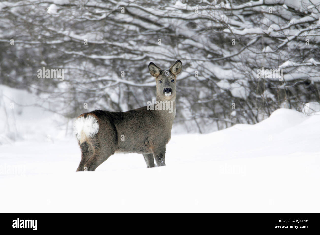 Roe deer winter woodland hi-res stock photography and images - Alamy