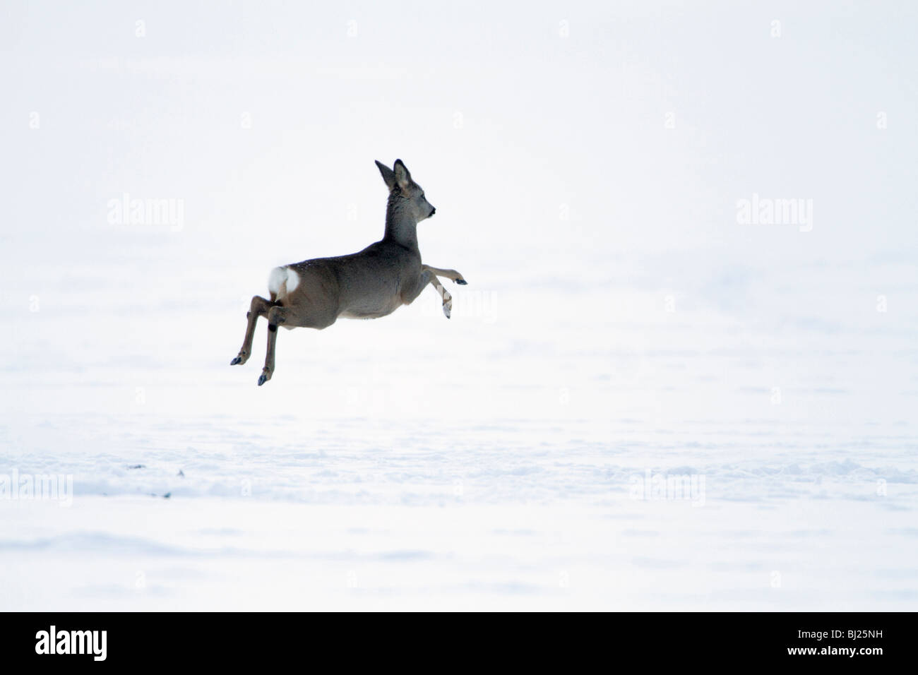 Roe deer, Capreolus capreolus, leaping in flight, over snow covered ...