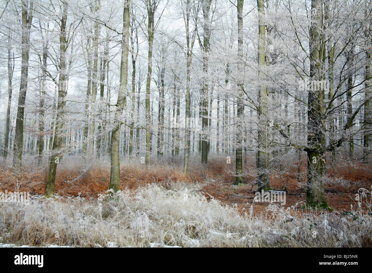 Fagus sylvatica winter beech trees tree hi-res stock photography and ...