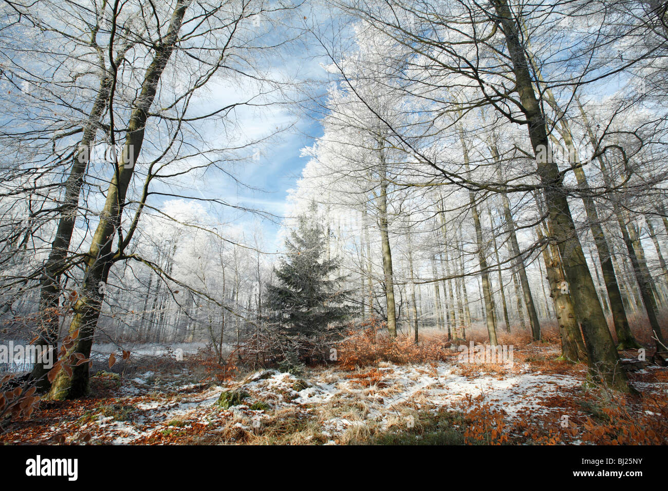 Fagus sylvatica winter beech trees tree hi-res stock photography and ...