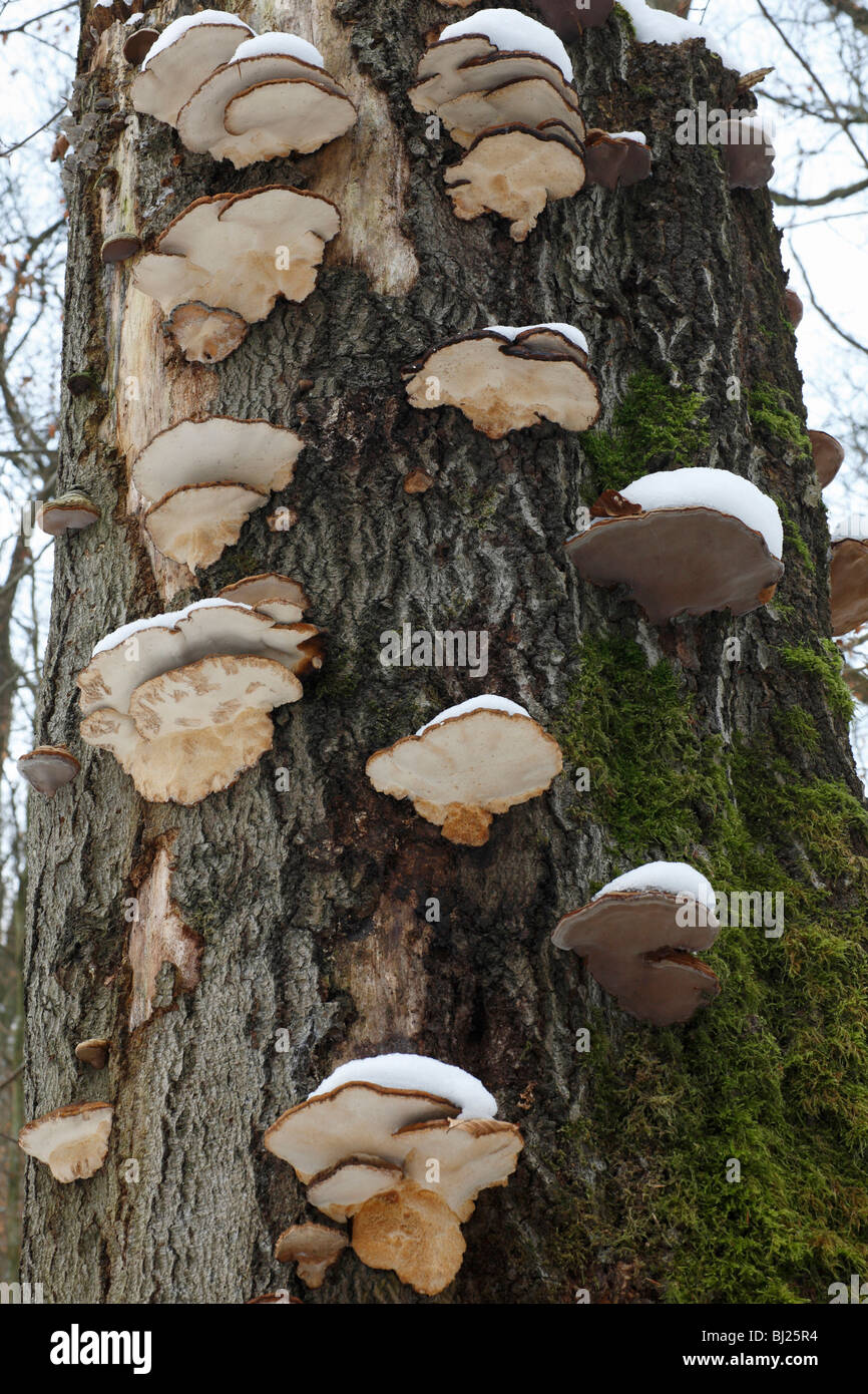 Ganoderma applanatum hi-res stock photography and images - Alamy