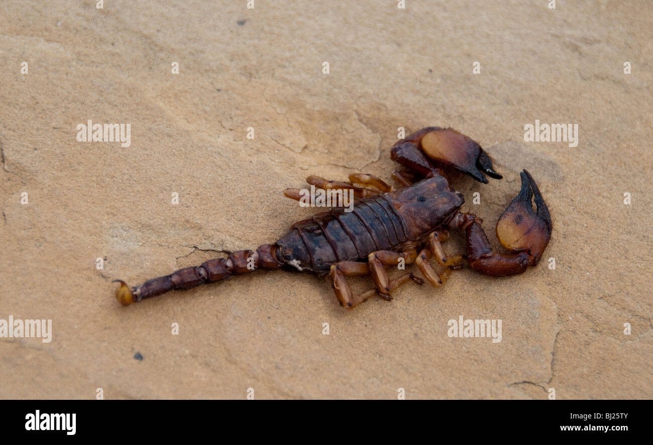 Squashed hi-res stock photography and images - Alamy