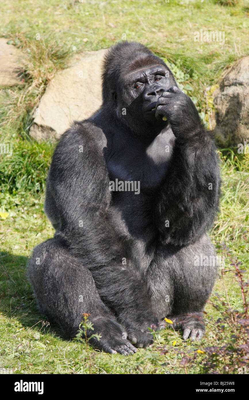 Western Lowland Gorilla (Gorilla gorilla gorilla), adult male or ...