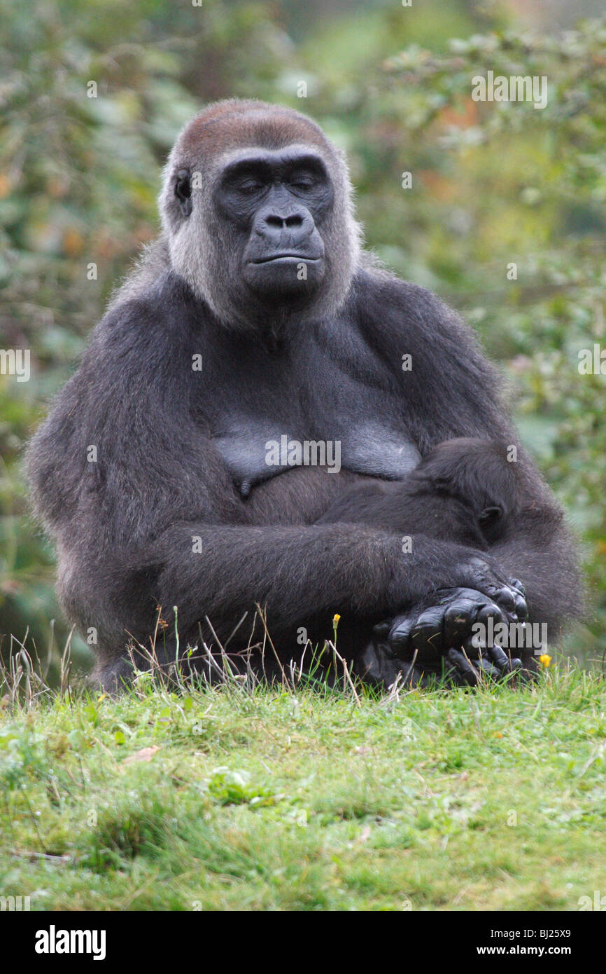 Western Lowland Gorilla (Gorilla gorilla gorilla), female with young ...